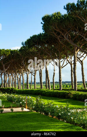 The road between trees. A road is full of trees Stock Photo - Alamy