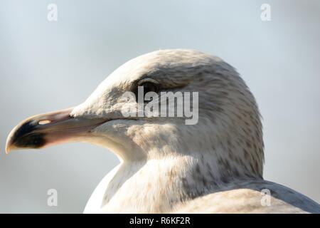 A closeup shot of a white seagull perched on a sandy beach Stock Photo ...