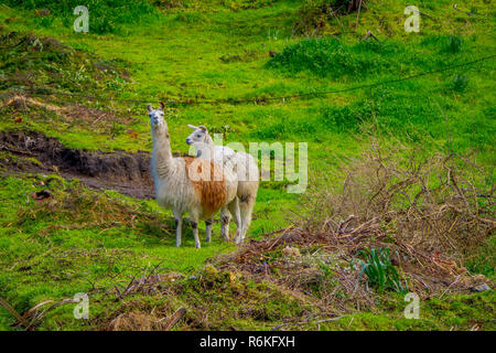 Gorgeous andean llamas eating the grassland in Chiloe, Chile Stock ...