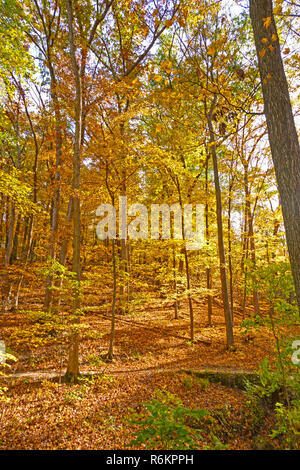 way throught forest Stock Photo - Alamy