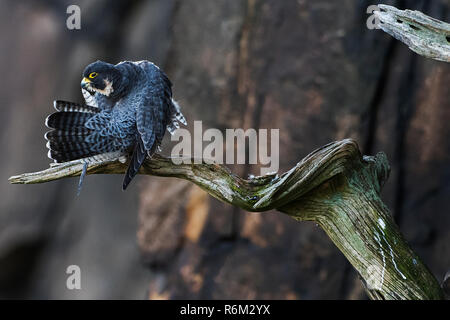 Peregrine falcon preening Stock Photo - Alamy