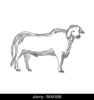 Brahman Bull Drawing Stock Vector Art & Illustration, Vector Image ...