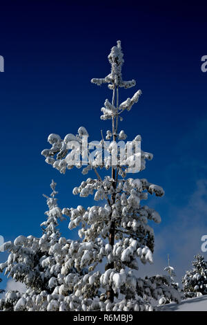 A lot of fir-trees covered with snow in the forest and a blue sky in ...