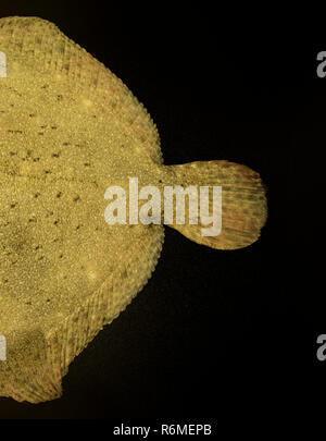 angle fish seafood turbot salt water sea ocean water fresh angle fish ...