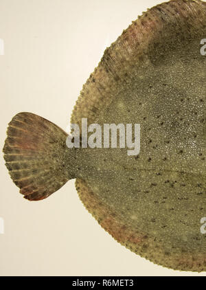 angle fish seafood turbot salt water sea ocean water fresh angle fish ...