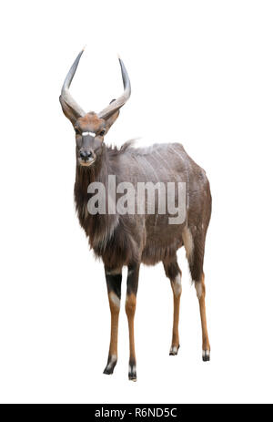 male nyala (tragelaphus angasii) isolated on white background Stock ...