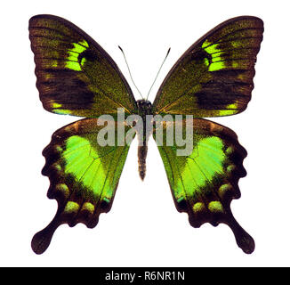 Nice green butterfly with large wings Stock Photo - Alamy