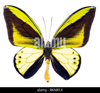 male Goliath Birdwing Butterfly, Ornithoptera goliath samson, West ...