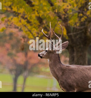 profile, tree, animal, male, masculine, buck, bavaria, germany, german ...