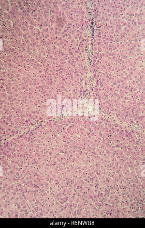 pig liver under the microscope Stock Photo - Alamy