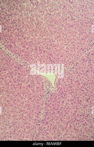 pig liver under the microscope Stock Photo - Alamy