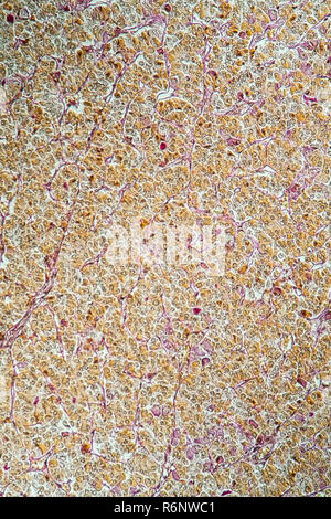 pituitary gland under the microscope Stock Photo - Alamy