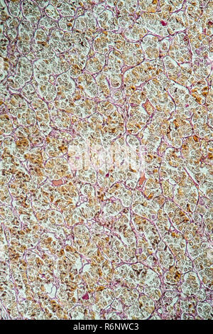 pituitary gland under the microscope Stock Photo - Alamy