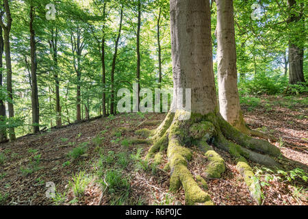 Beech tree trunk and leaf canopy inside forest on Cannock Chase Stock ...