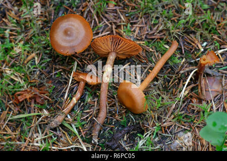 Cortinarius gentilis, a deadly fungus of the genus Cortinarius Stock ...