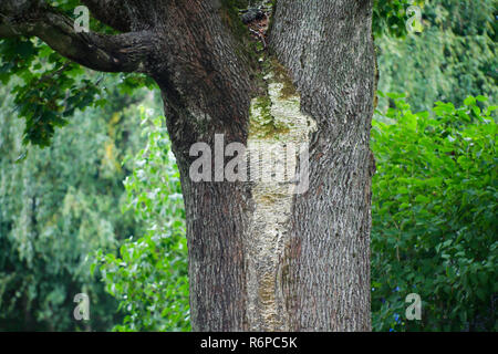 Mossy maple polypore, Oxyporus populinus Stock Photo - Alamy