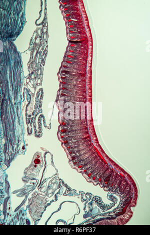 earthworm cross section Stock Photo - Alamy