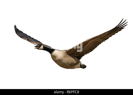 Flying and screaming Canada goose isolated on white Stock Photo - Alamy