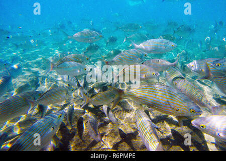 Wild fish Salema / Sarpa salpa in the ocean Stock Photo - Alamy