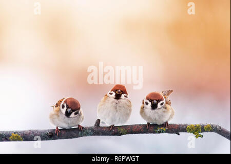 three funny little sparrow birds sitting on a branch in a winter park ...