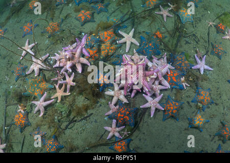 Northern Pacific seastar or Japanese common starfish (Asterias ...