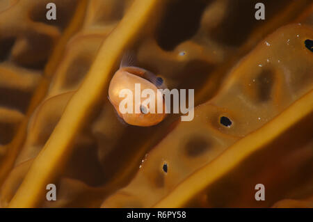 Baby Smooth Lumpfish (Aptocyclus ventricosus) Sea of Japan, Rudnaya ...