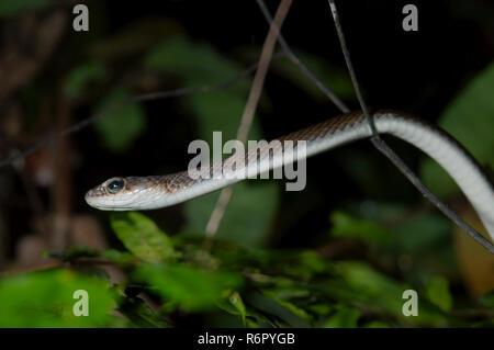Paradise tree snake or Paradise flying snake (Chrysopelea paradisi ...