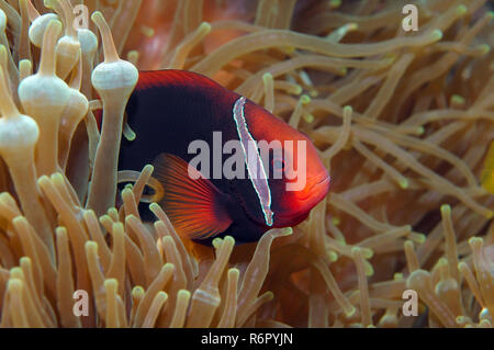Cinnamon clownfish, Amphiprion melanopus. Red and Black Anemonefish ...