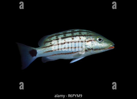 Checkered seaperch, Chequered snapper, Cross-banded snapper ...