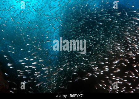 School of Glassy Sweepers, Copper sweeper, Golden bullseye, or Golden ...