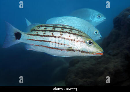 Checkered seaperch, Chequered snapper, Cross-banded snapper ...