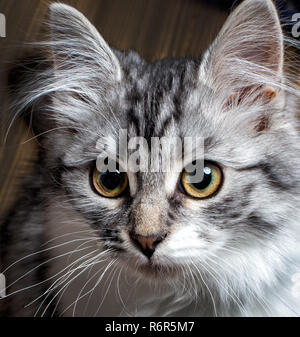 animal portrait watchful black swarthy jetblack deep black guard dog ...