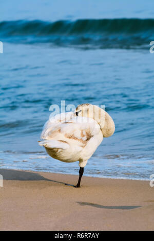 animal beach seaside the beach seashore swan maddening pert coquettish ...