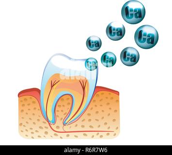 Tooth pulp icon. Cartoon of tooth pulp vector icon for web design ...