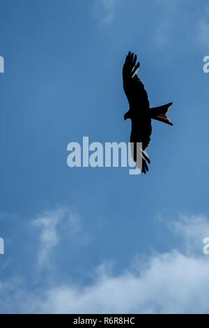 blue hunter eye organ falcon raptor wing beak tele feathering dynamic ...