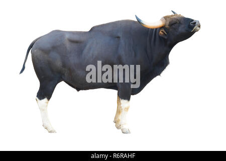 Bison isolated on white background. Muscular buffalo side view. A Stock ...