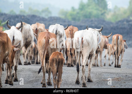 THAILAND BURIRAM ROAD AGRICULTURE COW Stock Photo - Alamy