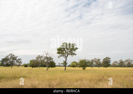 THAILAND BURIRAM LANDSCAPE FIELD Stock Photo - Alamy