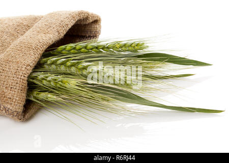 Green barley in burlap bag from above isolated on white background ...