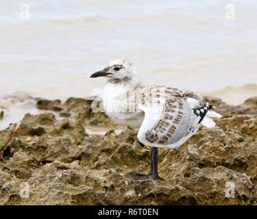 Baby silver gull on the shoreline at Penguin Island, Rockingham ...
