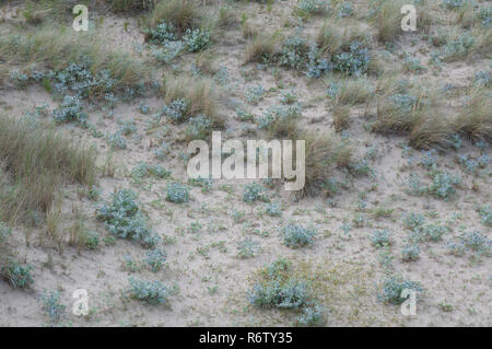 Semi-fixed dune community on Anglesey, Wales Stock Photo - Alamy