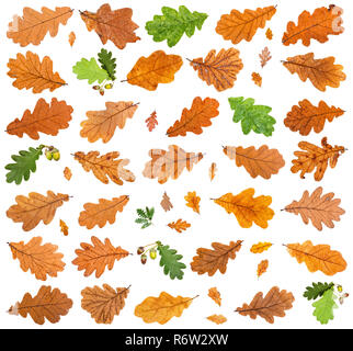 Collage with leaves of the Common oak (Quercus pedunculata Stock Photo ...