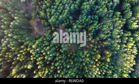 Overhead aerial view of an evergreen pine tree forest Stock Photo - Alamy
