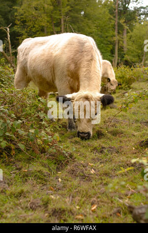 A Galloway ox eats on a pasture in a forest Stock Photo - Alamy