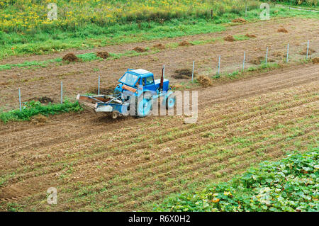 tractor in the field with a plow for digging potatoes harvesting ...