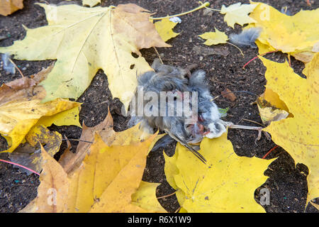 decaying Corpse of a bird in leaves. close-up of dead decomposing dove ...