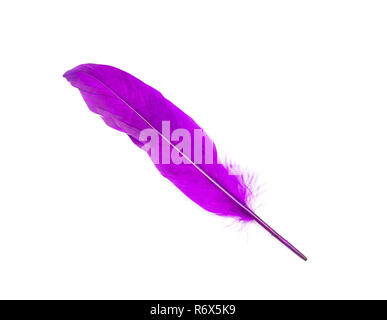 Purple violet fluffy elegance feather isolated on the white background ...