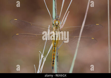 Wandering Glider (Pantala flavescens Stock Photo - Alamy