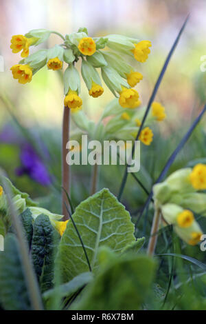 real cowslip (primula veris) or cowslip in bloom,bavaria,germany Stock ...