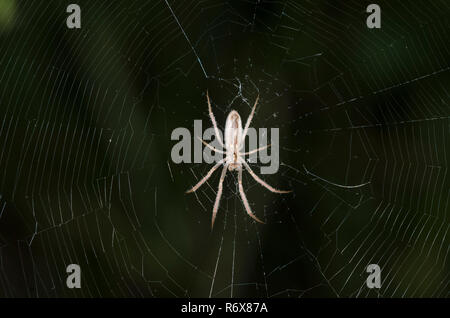 Orb-weaver spider (Larinia sp.) on its web. Orb weaver spiders build ...